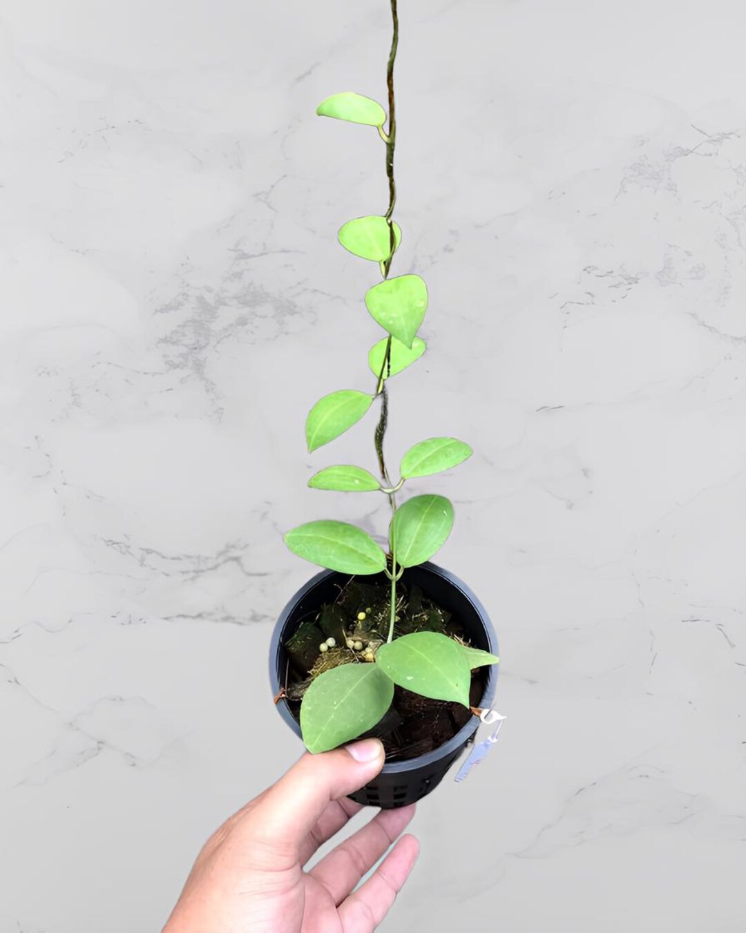 Hoya Tomataensis Leaves Perfect Condition, Unique Hoya Leaves Beautiful ...