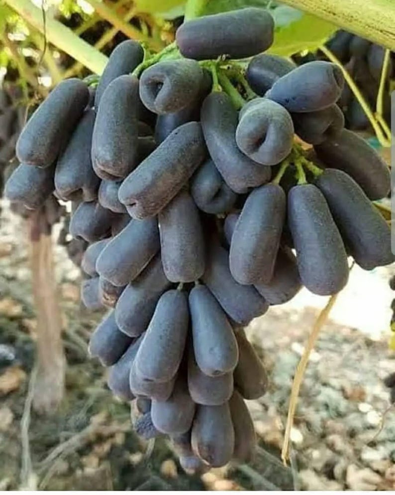 Grafted Moondrop Grape Perfect Condition Unique Variety Fruit Trees ...