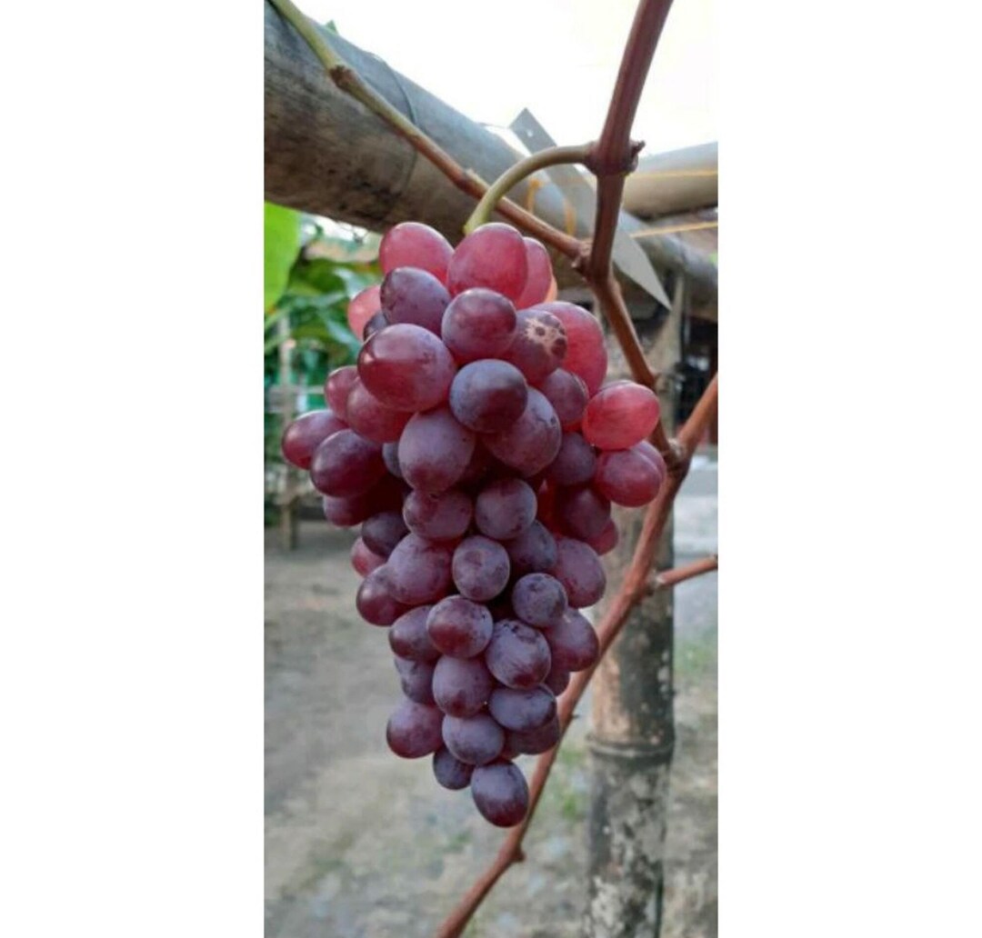Grafted Grape Jupiter Perfect Condition Unique Variety Fruit Trees ...