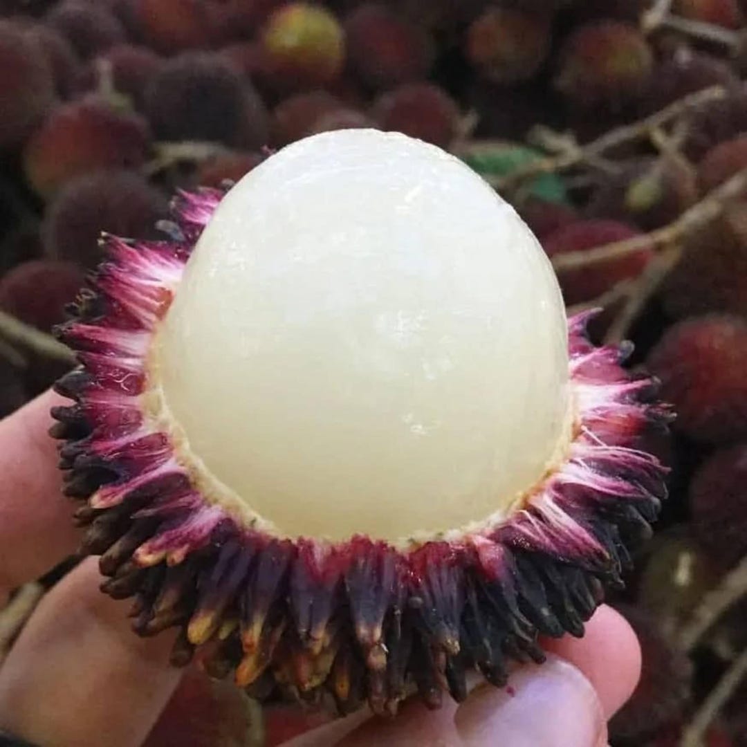 Grafted Pulasan Perfect Condition Unique Variety Fruit Trees Medium ...