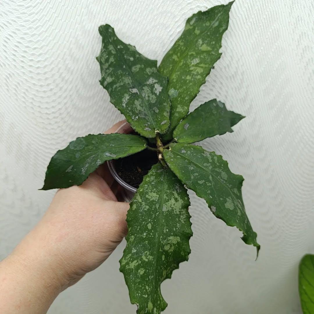Hoya Undulata Perfect Condition, Beautiful Undulata Hoya Green Leaves ...