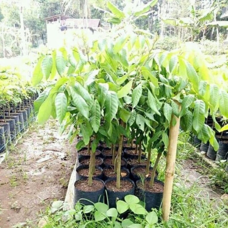 Grafted Longan Crisstalm Perfect Condition Unique Variety Fruit Trees ...