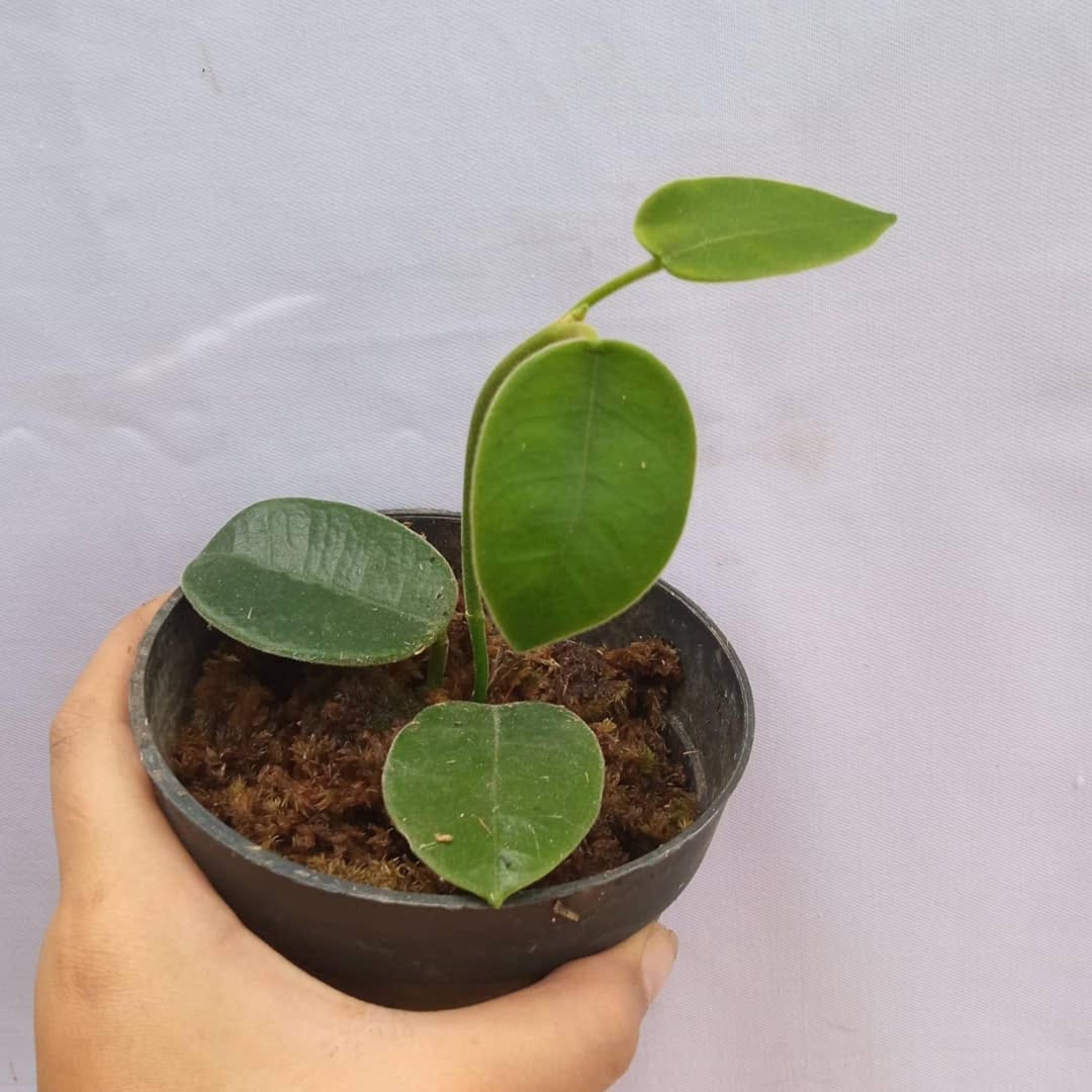 Hoya Coronaria Leaves Perfect Condition, Unique Hoya Leaves Beautiful ...