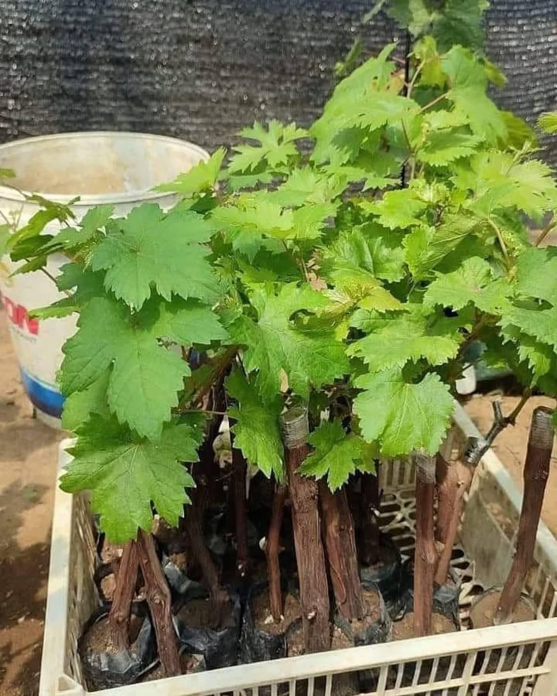 Grafted Moondrop Grape Perfect Condition Unique Variety Fruit Trees ...