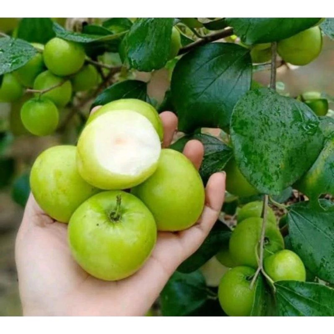 Grafted Apple Futsa Perfect Condition Unique Variety Fruit Trees Medium ...