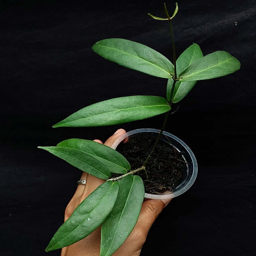 Hoya Brassii Leaves Perfect Condition, Unique Hoya Leaves Beautiful ...
