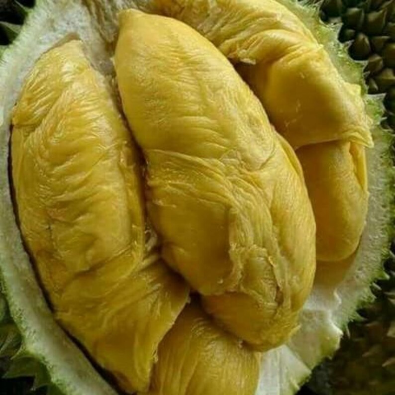 Grafted Durian Bawor Perfect Condition Unique Variety Fruit Trees ...