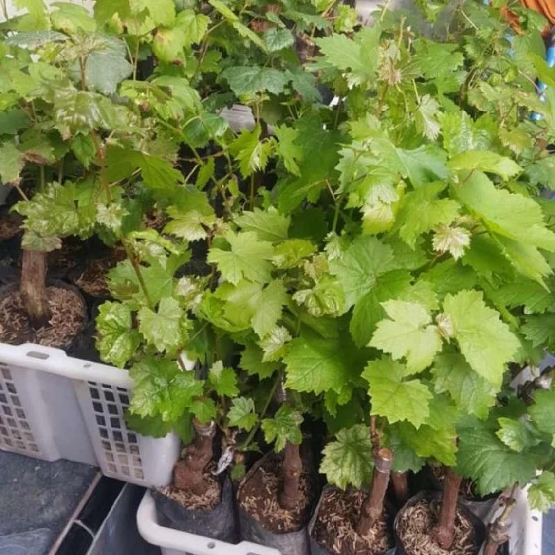 Grafted Moondrop Grape Perfect Condition Unique Variety Fruit Trees ...
