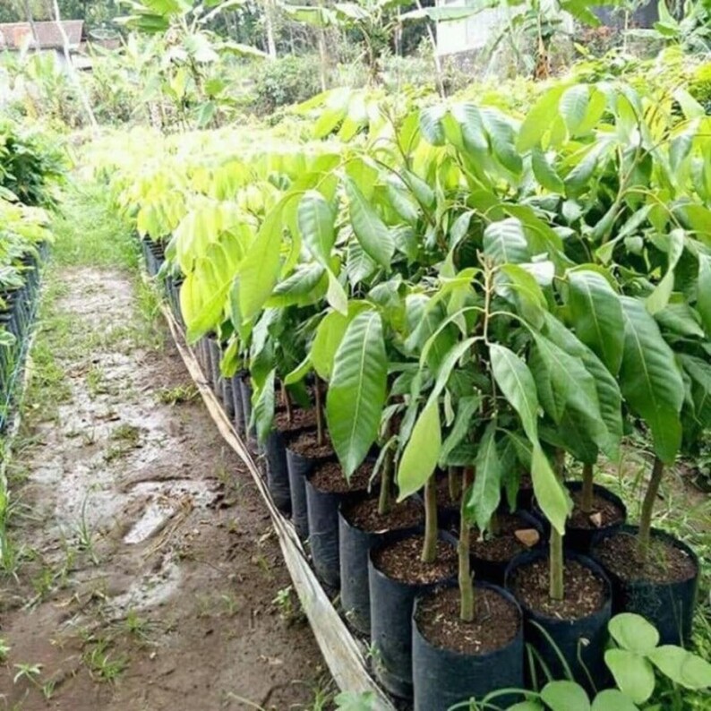 Grafted Longan Crisstalm Perfect Condition Unique Variety Fruit Trees ...