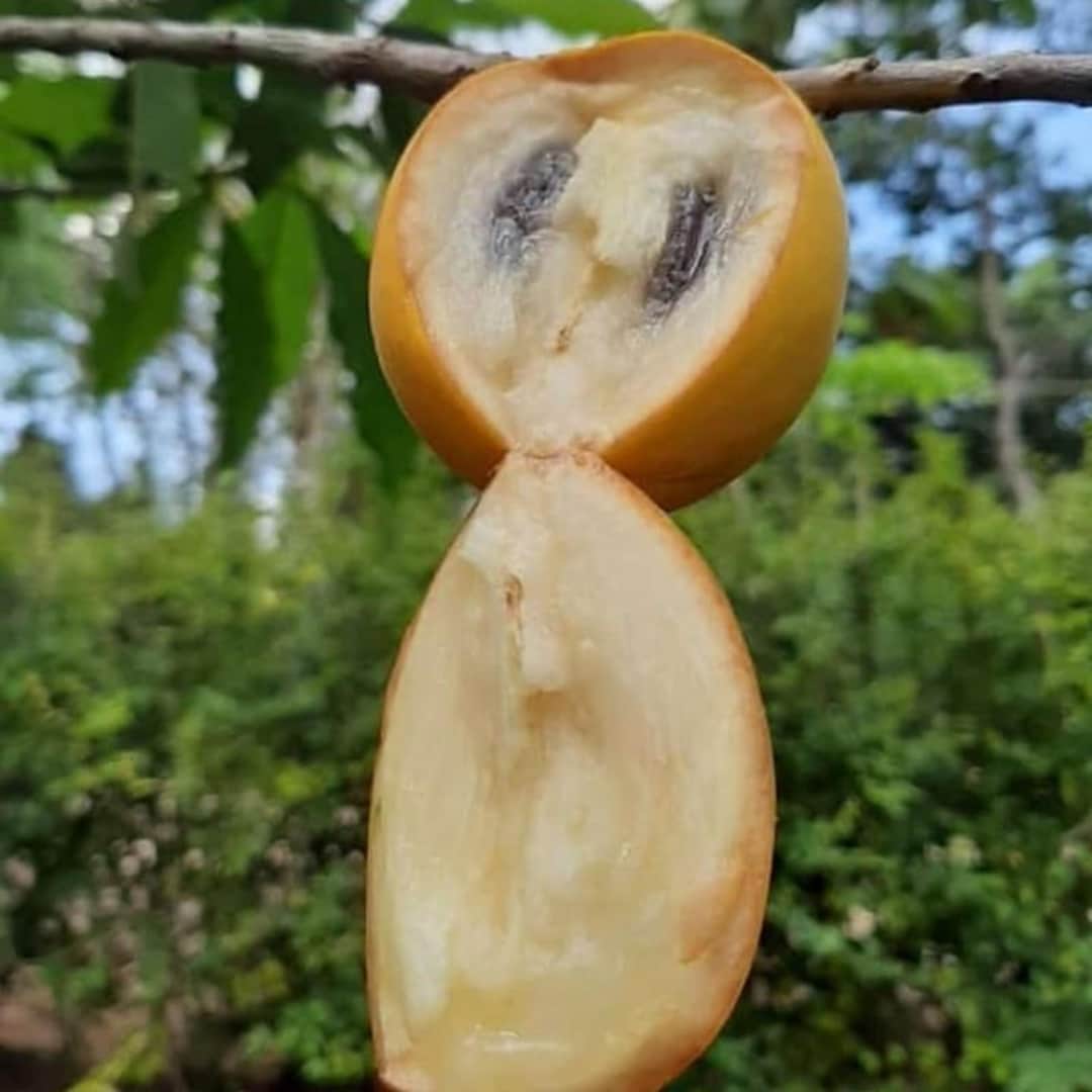 Grafted Abiu Pouteria Caimito Yellow Perfect Condition Unique Variety ...