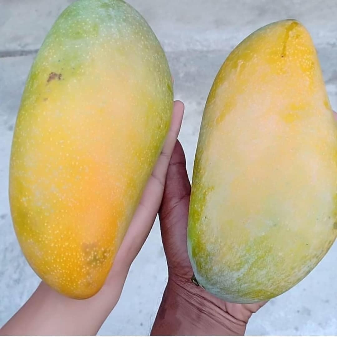 Grafted Kiojay Mango Perfect Condition Unique Variety Fruit Trees ...
