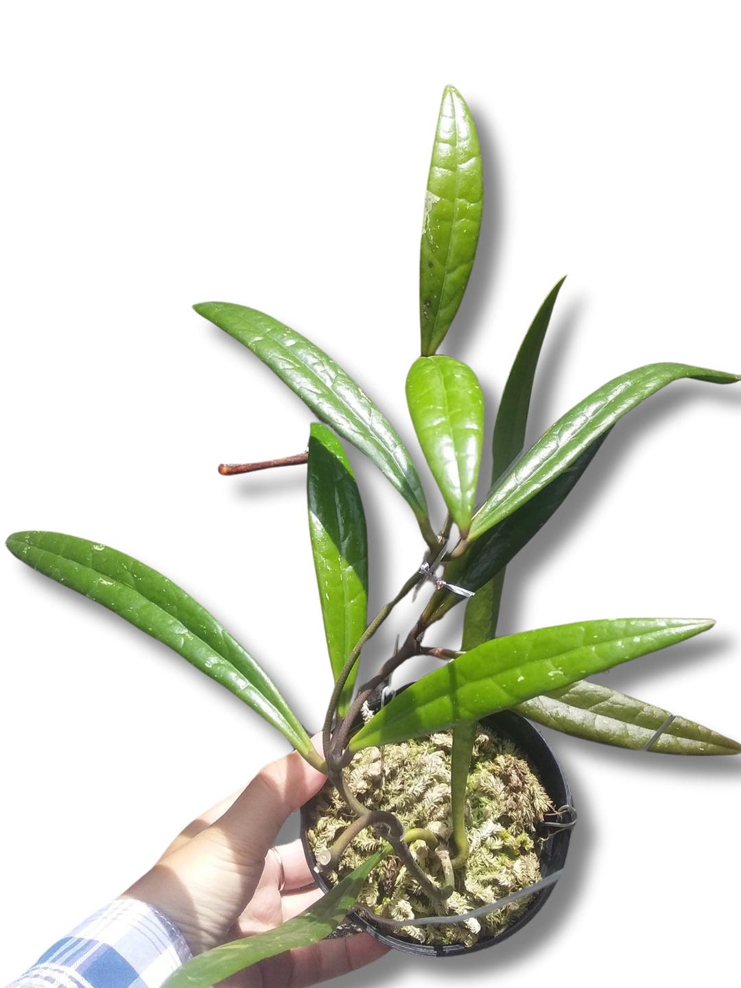 Hoya Sulawesiana Green Leaves Perfect Condition, Unique Hoya Leaves ...