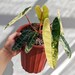 Grafted Moondrop Grape Perfect Condition Unique Variety Fruit Trees ...