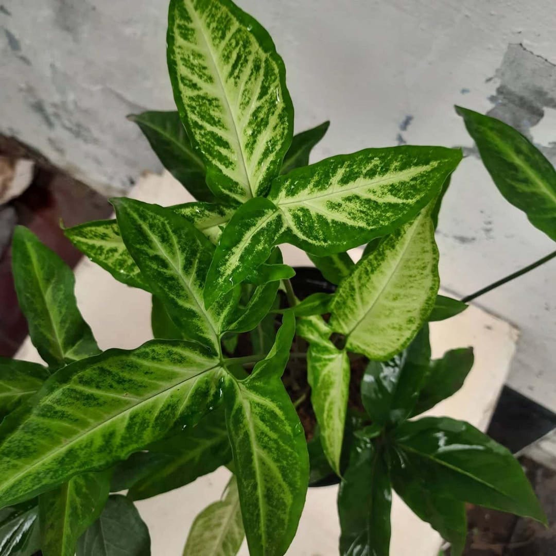 Syngonium Angustatum Perfect Condition, Unique Leaves of Syngonium Live ...