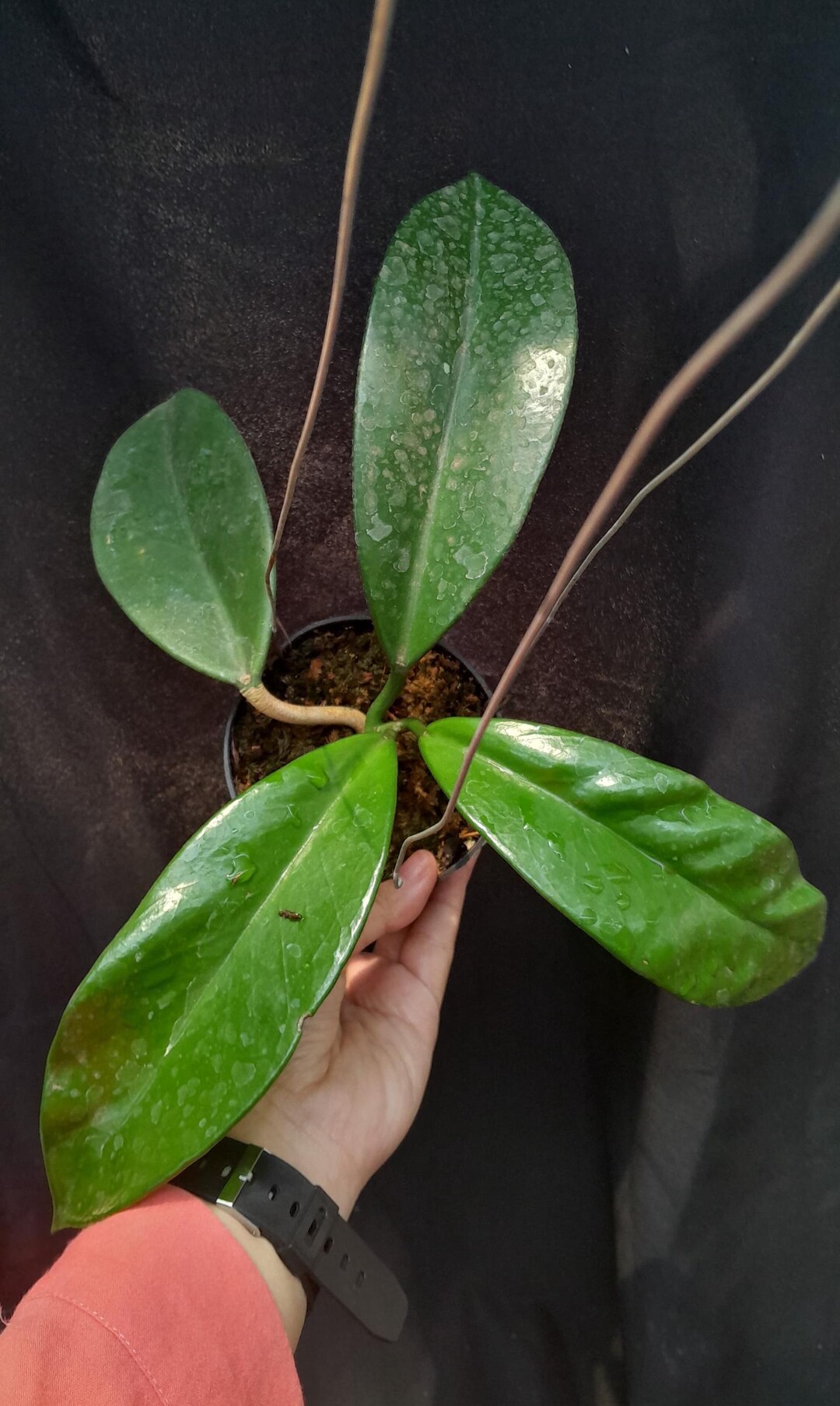 Hoya Monetteae Leaves Perfect Condition, Unique Hoya Leaves Beautiful ...