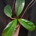 Grafted Moondrop Grape Perfect Condition Unique Variety Fruit Trees ...