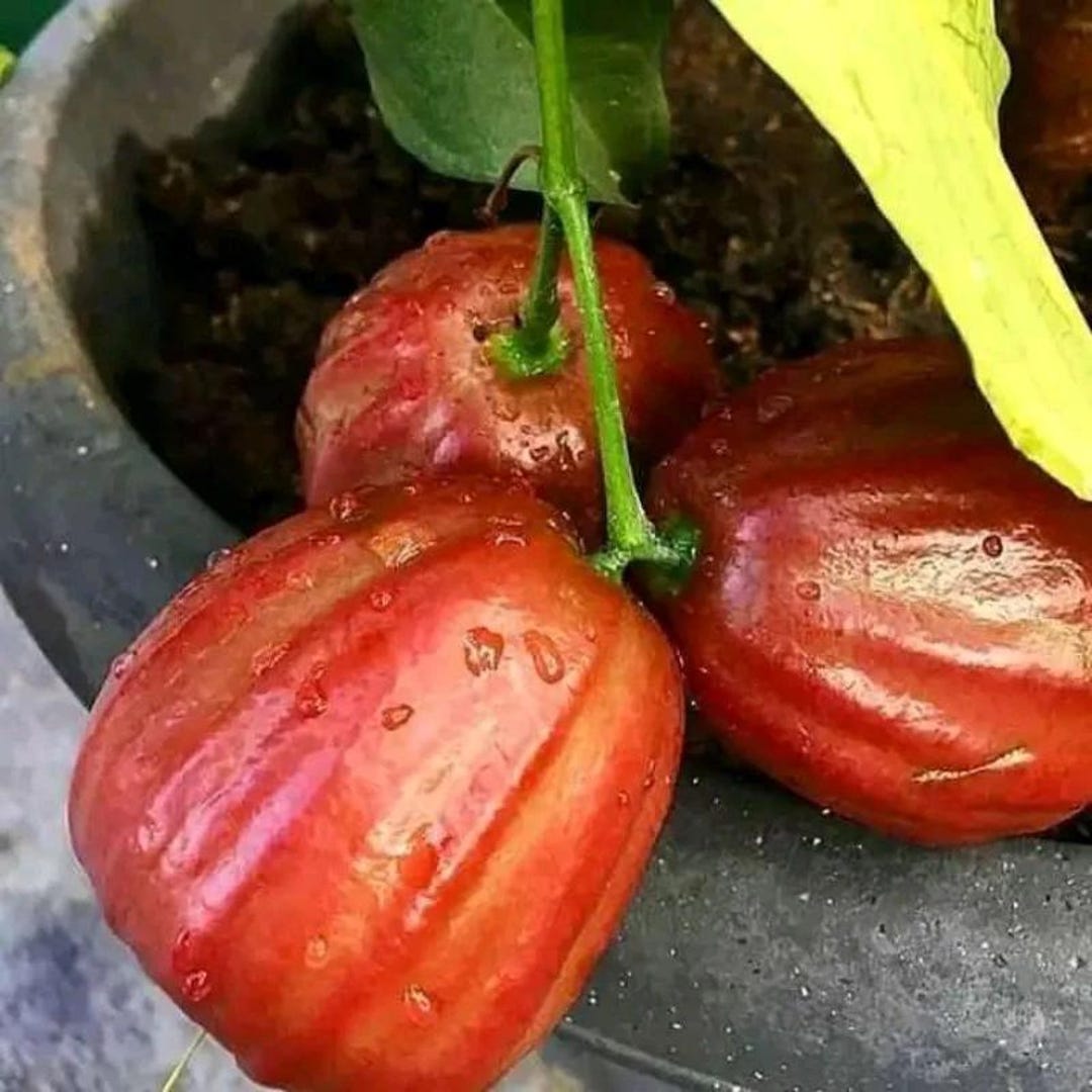 Grafted Citra Water Apple Perfect Condition Unique Variety Fruit Trees ...