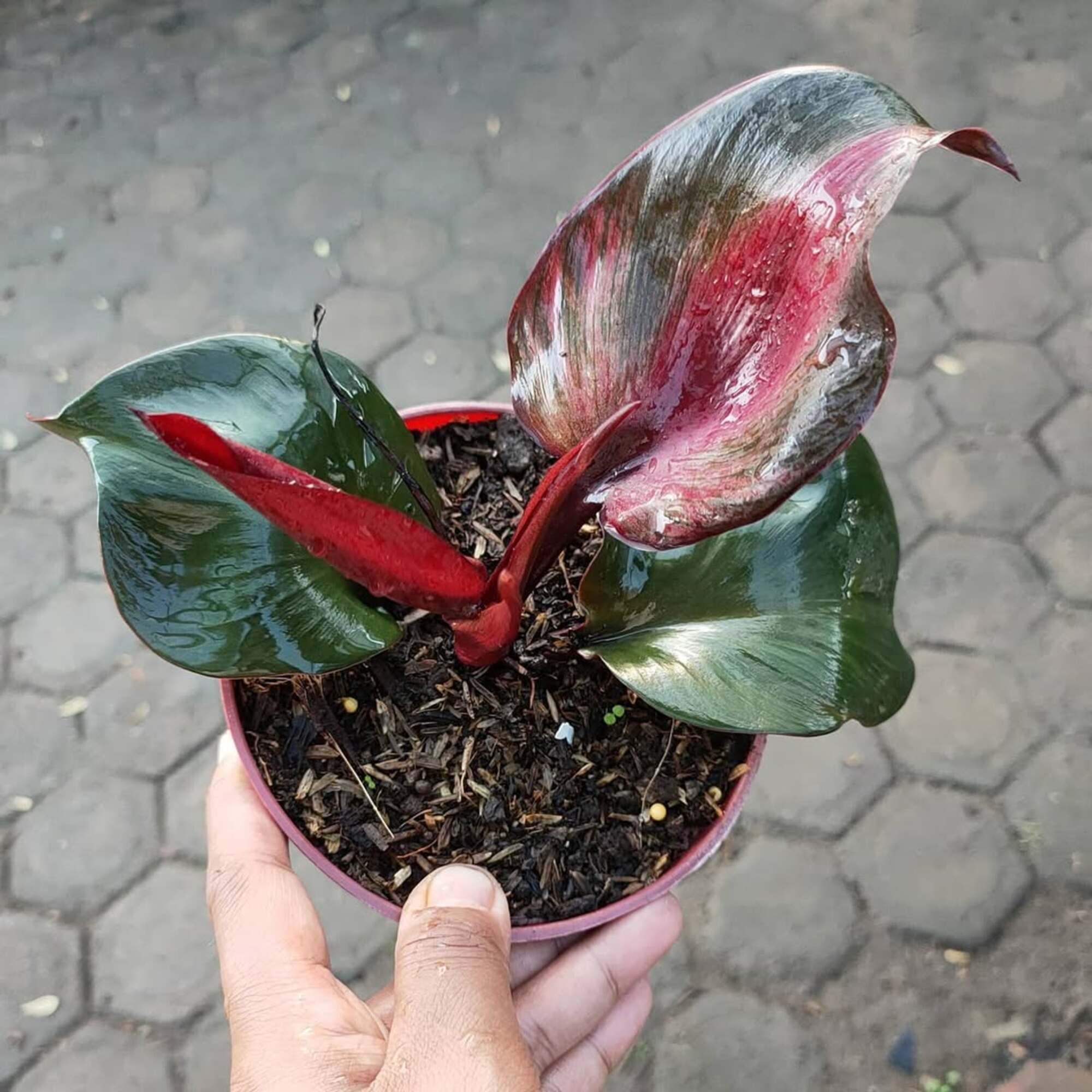 Philodendron Red Heart Perfect Condition, Unique Leaves of Philodendron ...