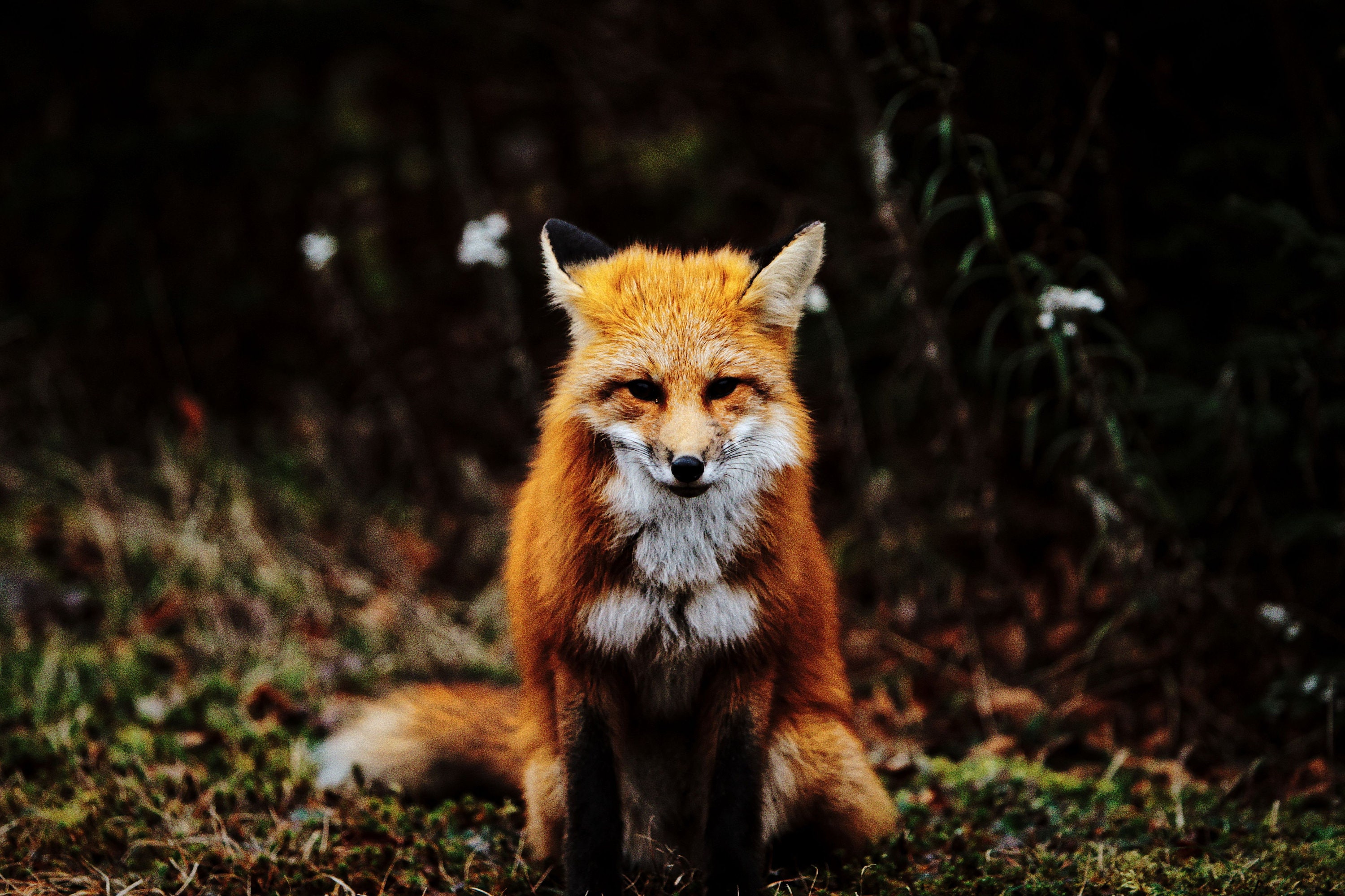 Printable, Wall Art, Fox, Printable Art, Digital Photography, Wall ...