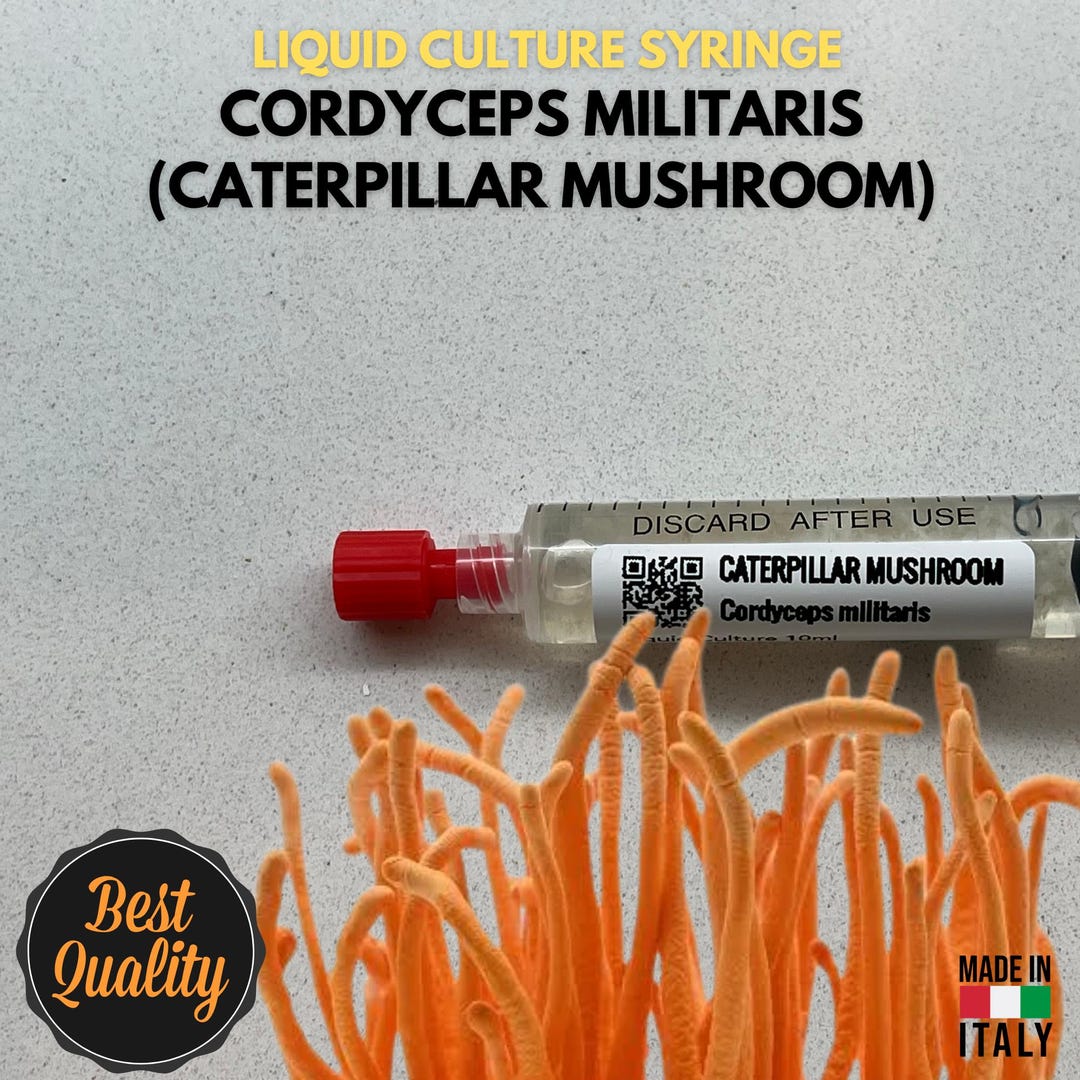 Cordyceps Militaris Liquid Culture 10ml – Live Mycelium High Cordycepin ...