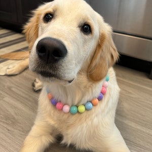 Candy Necklace | Beaded Dog Collar, Pastel Rainbow Pet Fashion - Etsy