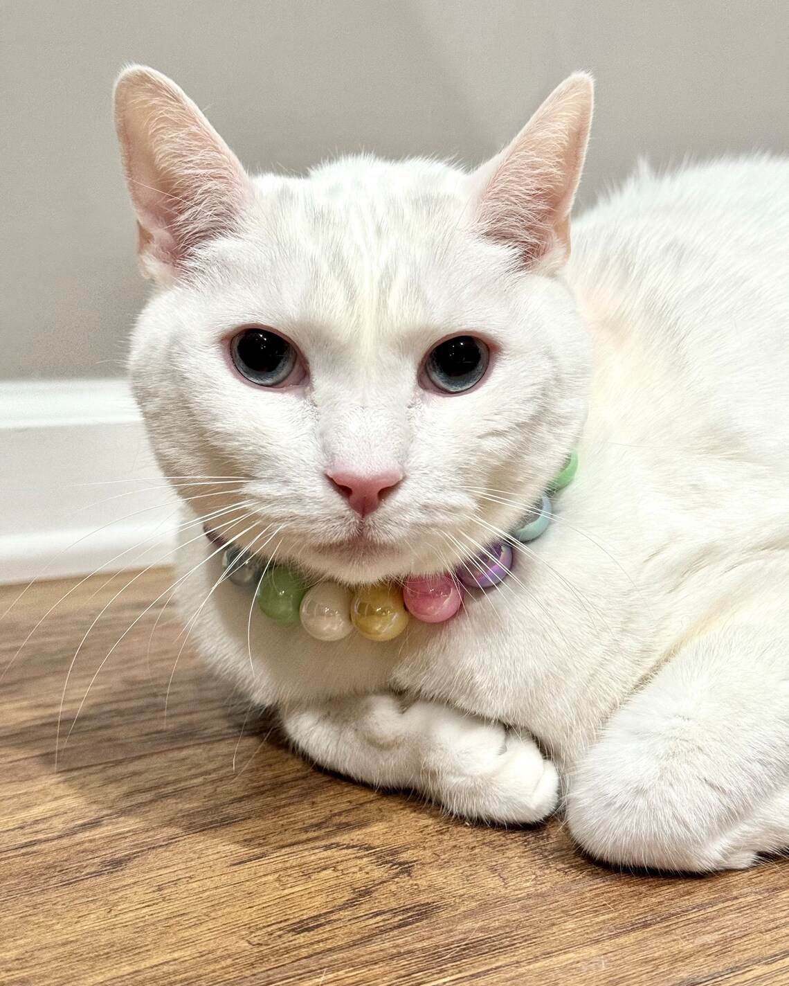 Bubblegum, Breakaway Collar, Breakaway Cat Collar, Breakaway Dog Collar ...