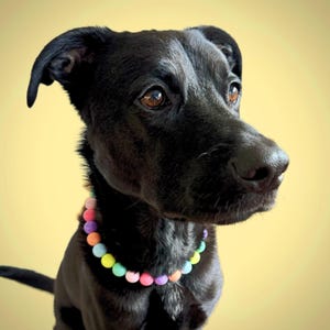 Candy Necklace | Beaded Dog Collar, Pastel Rainbow Pet Fashion - Etsy