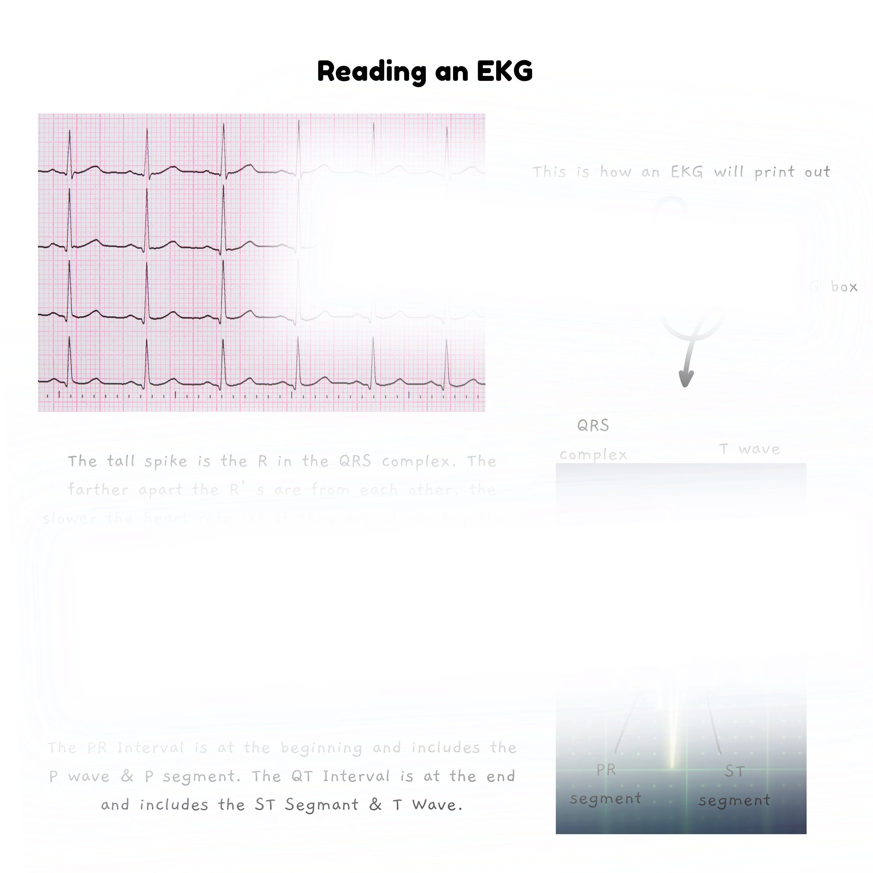 Cardiovascular System and EKG Study Guide Bundle | Heart Anatomy, Blood ...