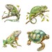 Reptiles Clipart, Reptiles Png, 16 PNG Files, Transparent Background ...
