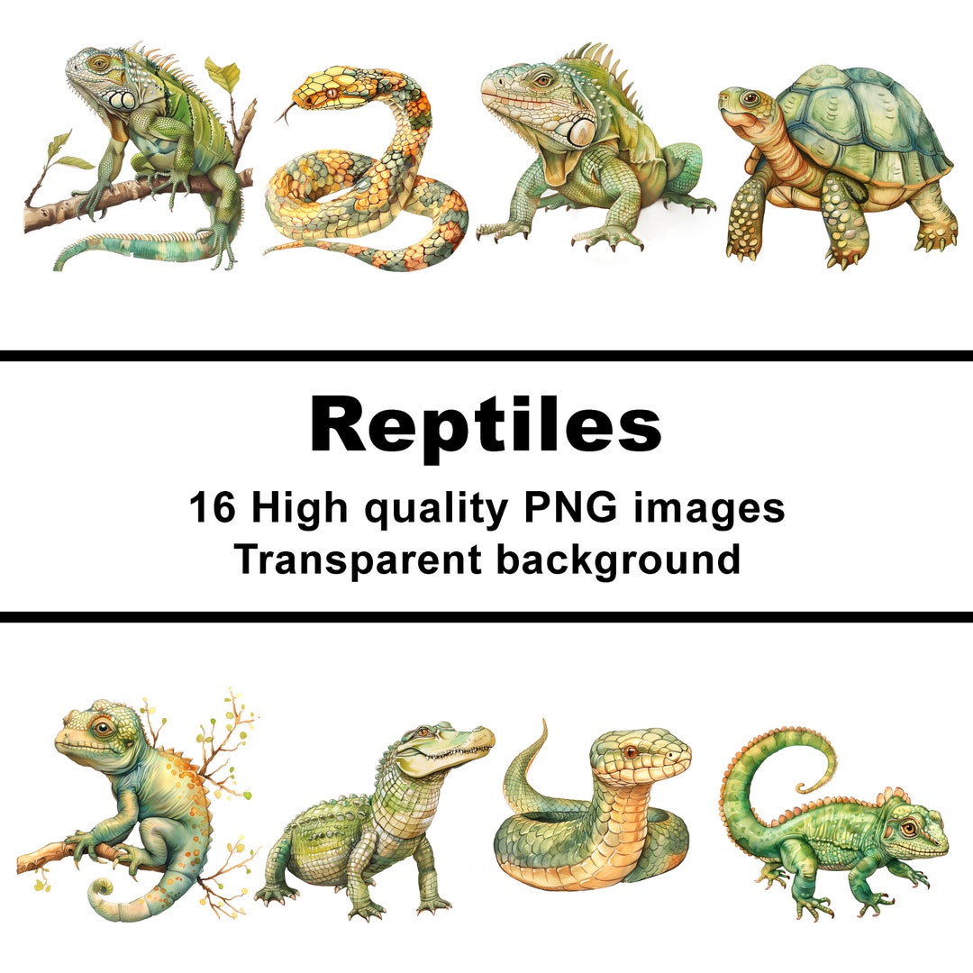 Reptiles Clipart, Reptiles Png, 16 PNG Files, Transparent Background ...