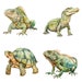 Reptiles Clipart, Reptiles Png, 16 PNG Files, Transparent Background ...