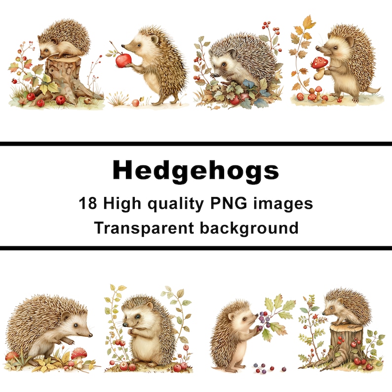 Hedgehog Clipart, Cute Hedgehog Clipart, 18 PNG Files, Transparent ...