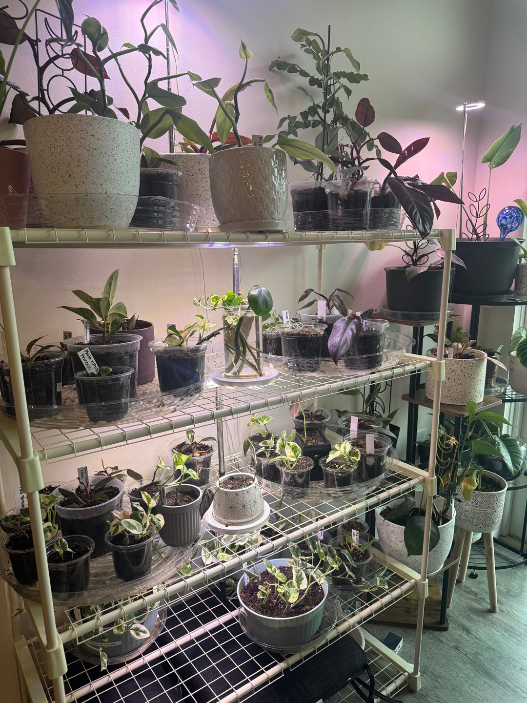 Reverted Plants - Etsy