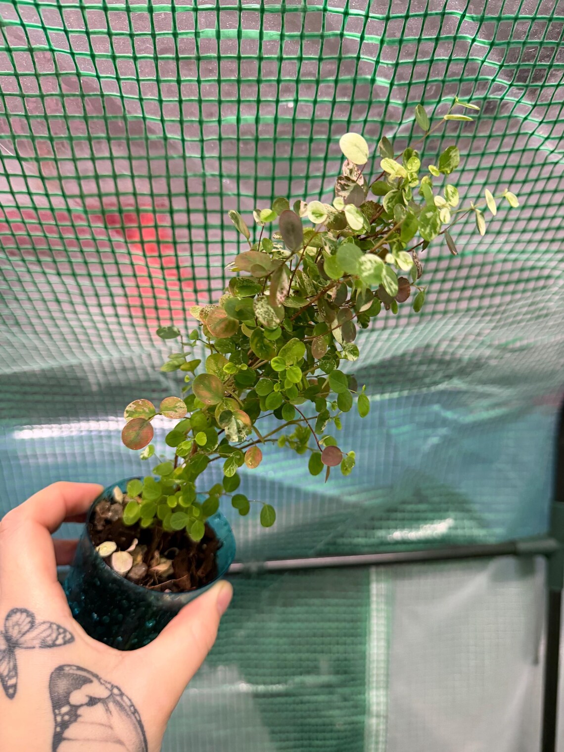 Breynia Disticha ‘snowbush’ - Etsy