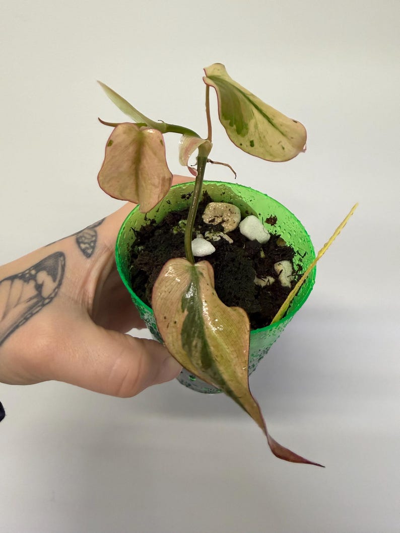 Philodendron Micans Mint - Etsy