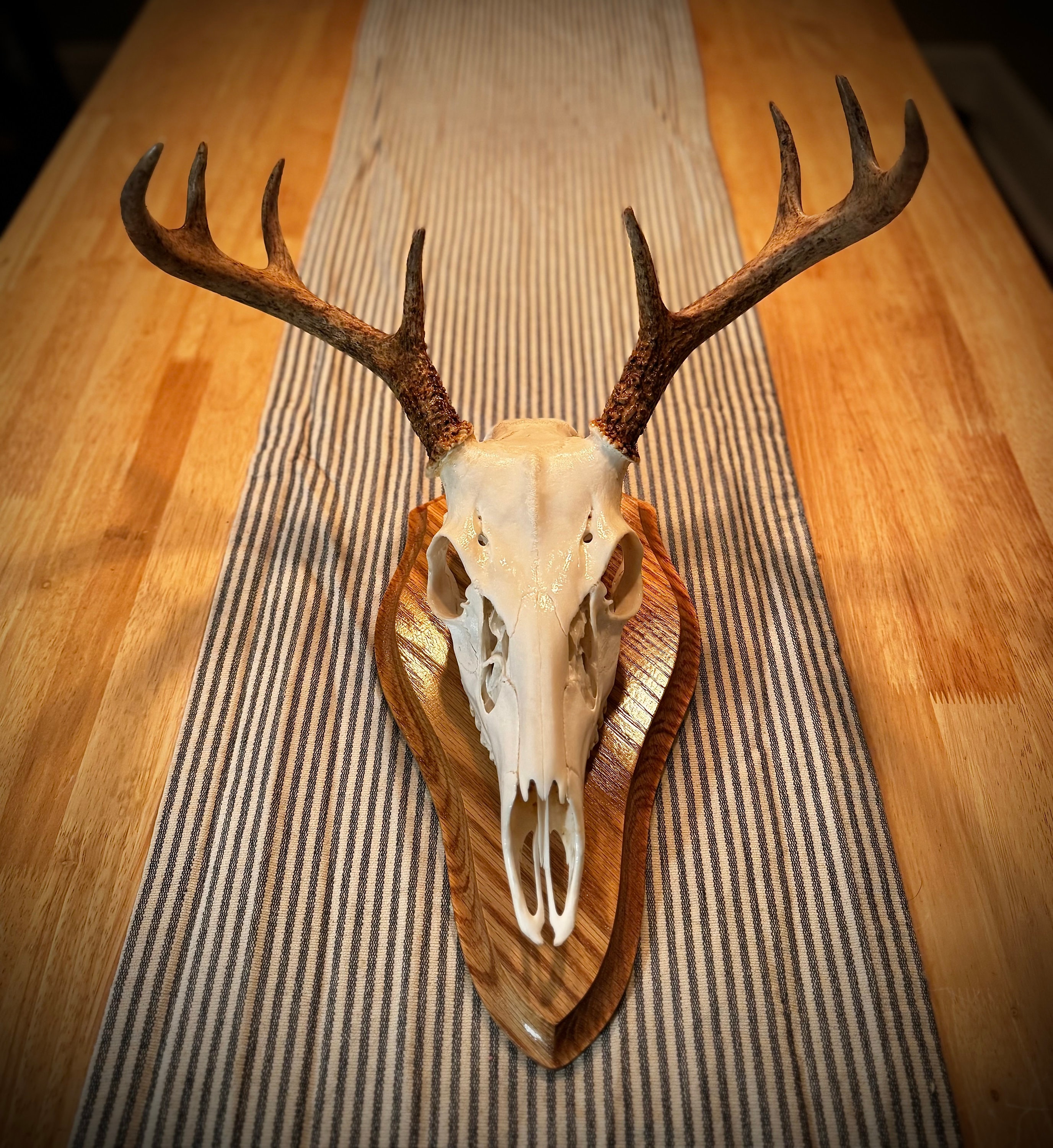 European Deer Mount Plaque - Etsy