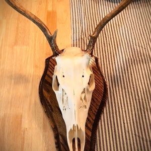 European Deer Mount Plaque - Etsy