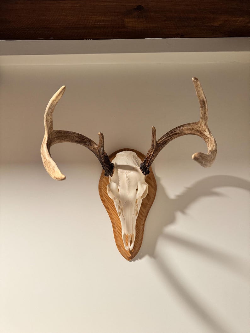 European Deer Mount Plaque - Etsy