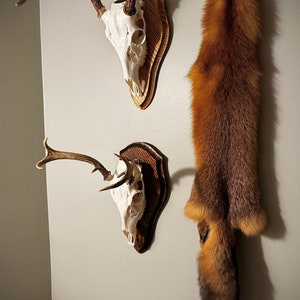 European Deer Mount Plaque - Etsy