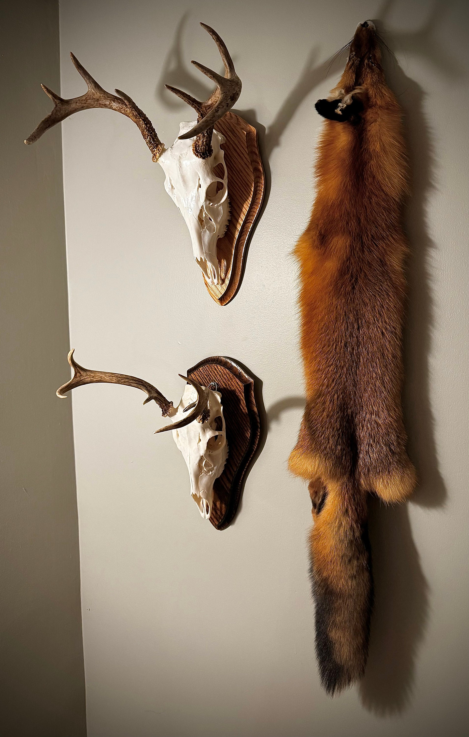 European Deer Mount Plaque - Etsy