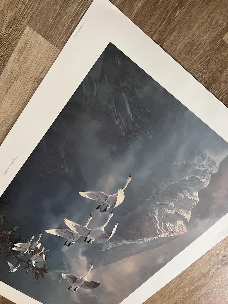 Vintage Ted Blaylock Longs Peak Trumpeters Print 1984 – Trumpeter Swans ...