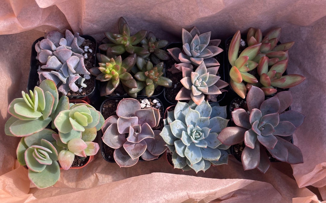 Make Your Own 2 Succulent Variety Pack - Etsy