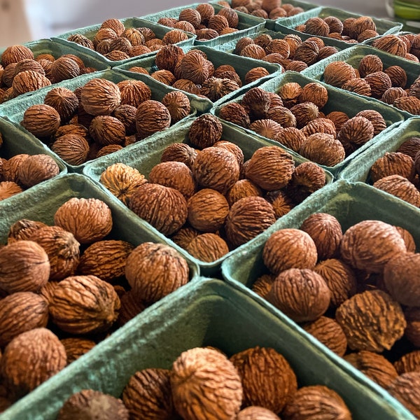 Black Walnut Shells - Etsy