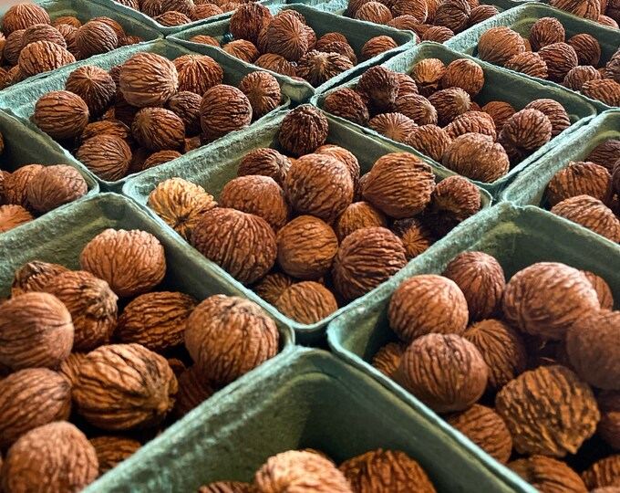 Black Walnuts in Shell | 1 Pound | Wild Foraged New Jersey 2023 ...