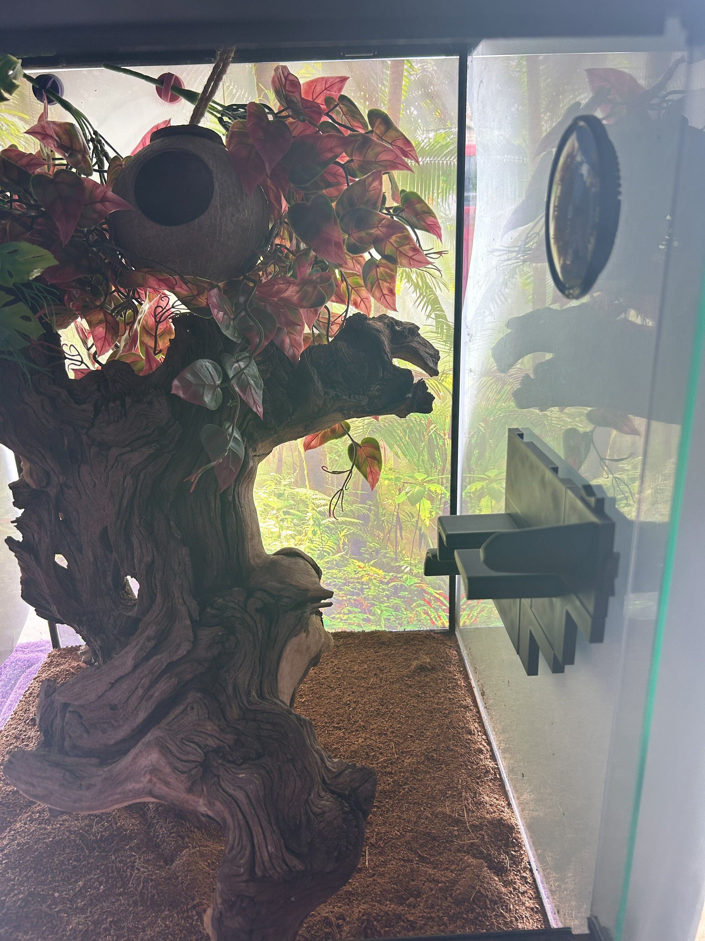 Lizard Puzzle Climbing Ledge Starter Kit - Etsy