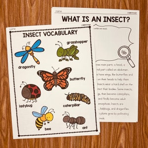 Insect and Bugs No Prep Activities for Kindergarten, Crafts, Printables ...
