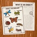 Insect and Bugs No Prep Activities for Kindergarten, Crafts, Printables ...