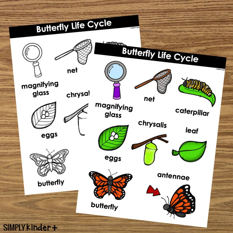 Butterfly Life Cycle Vocabulary Writing Center for Kindergarten & First ...