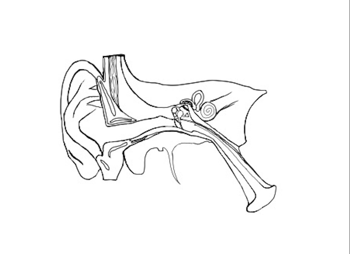 Simple Outline of Anatomical Ear - Etsy