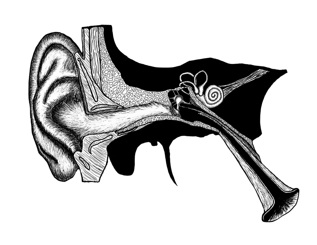 Digital Hand Drawn Anatomical Ear - Etsy